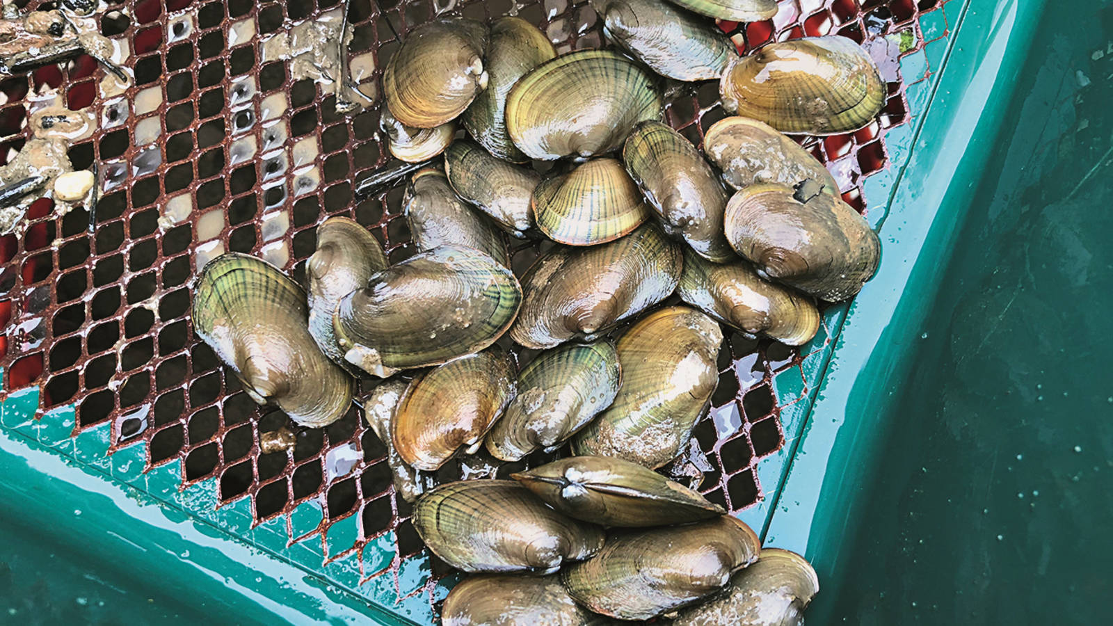 Mussel Power · National Parks Conservation Association