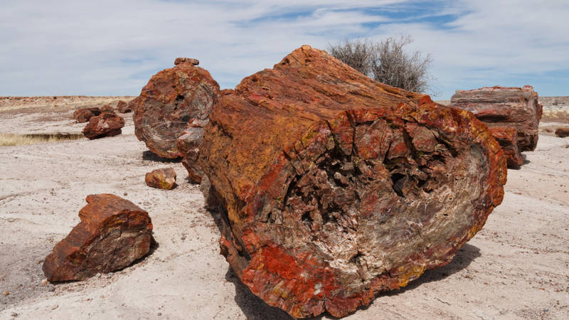 Petrified Forest · National Parks Conservation Association
