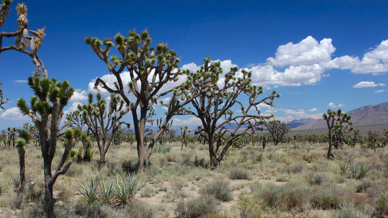 New Policy Opens the Door to Wolf Hunting in Grand Teton, John D ...