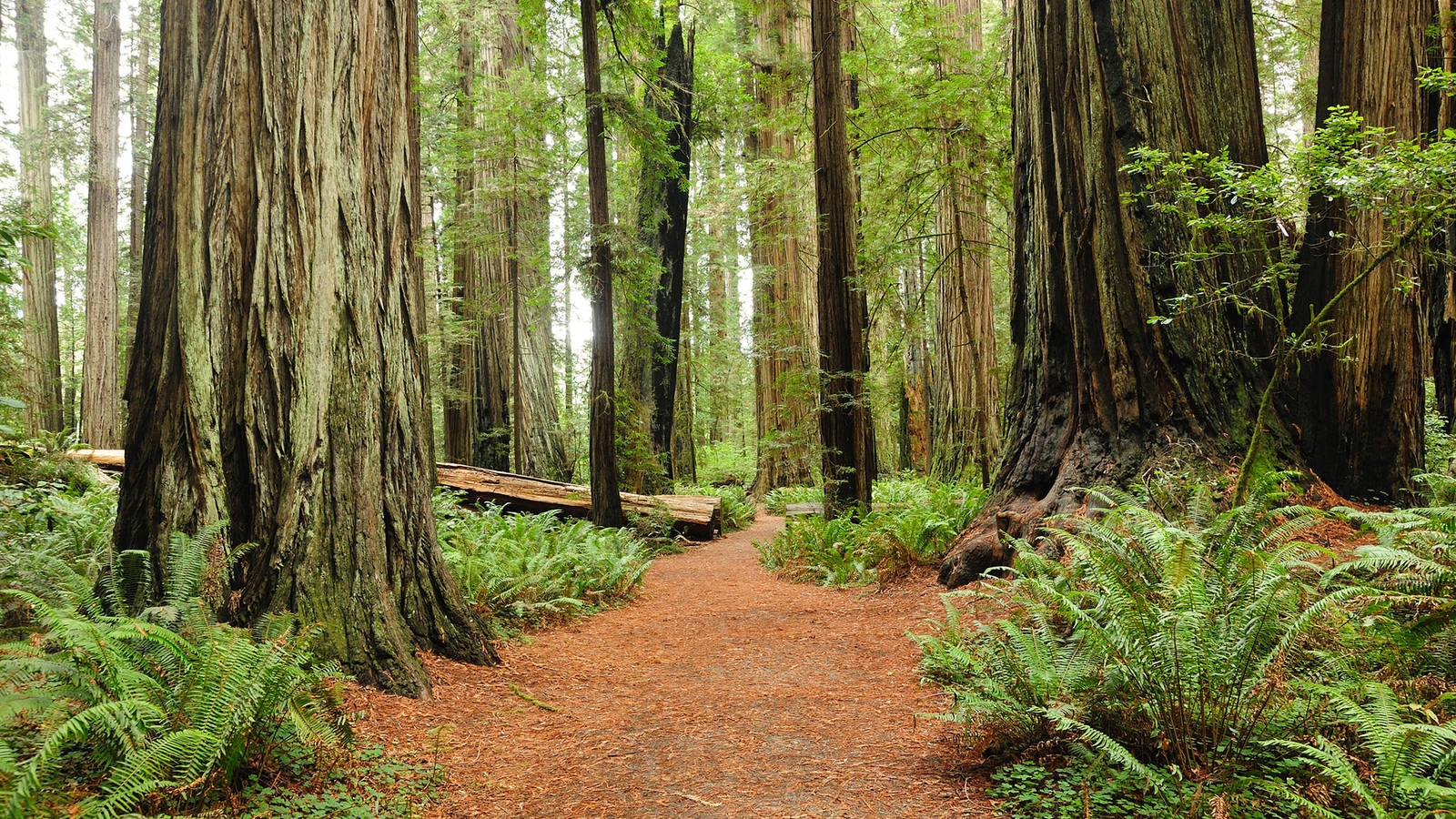 Redwood · National Parks Conservation Association